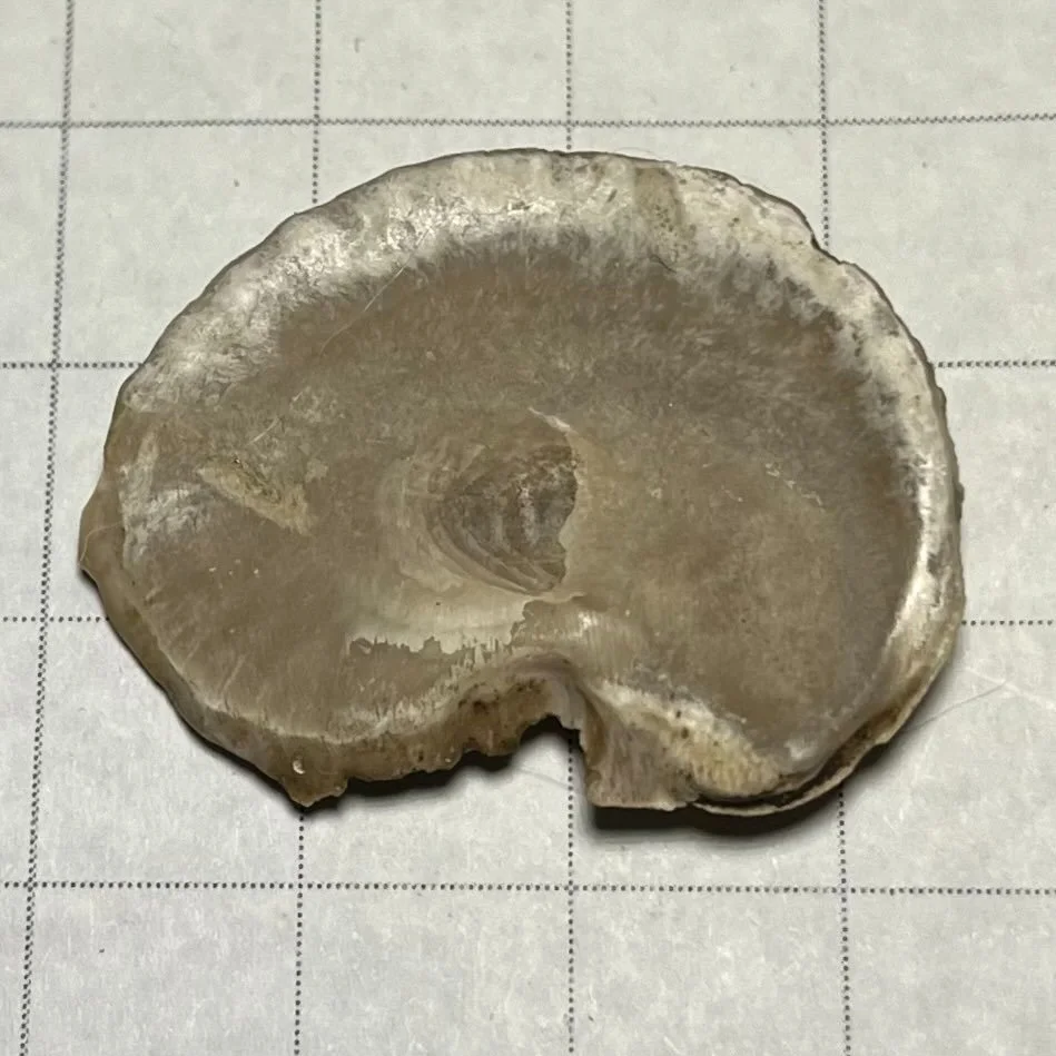 Exogyra Costata — South Carolina's Fossils