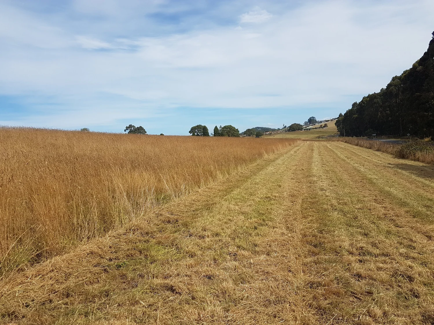 Our Slashing Services — Thompson Rural Fencing Contractors