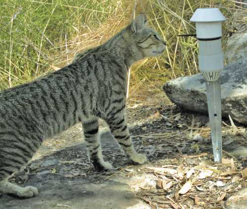 Feral Animals — Mimal Land Management