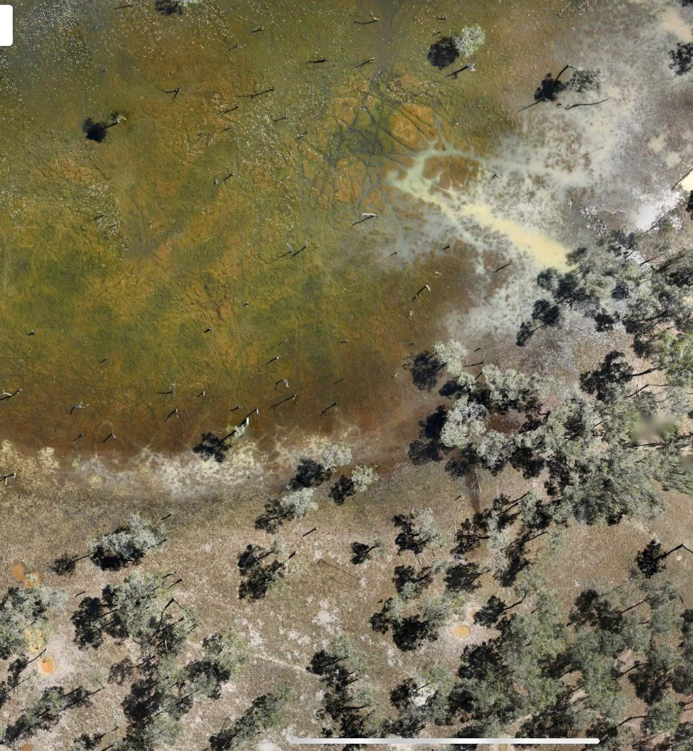 Feral Animals — Mimal Land Management