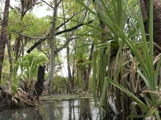 Learning on Country — Mimal Land Management