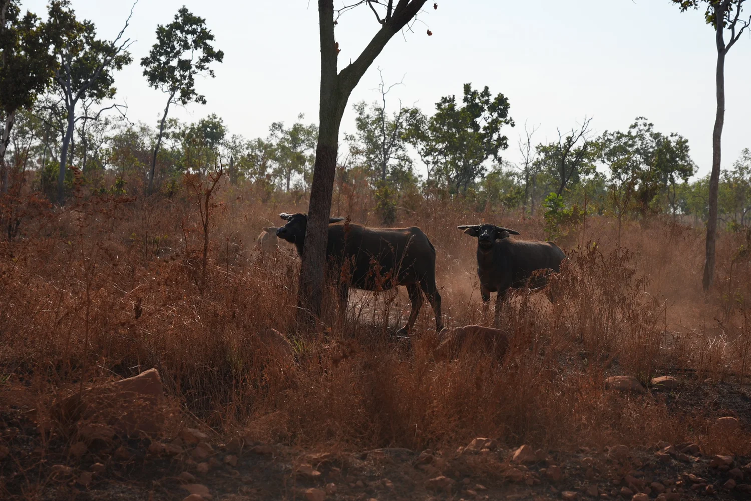 Feral Animals — Mimal Land Management