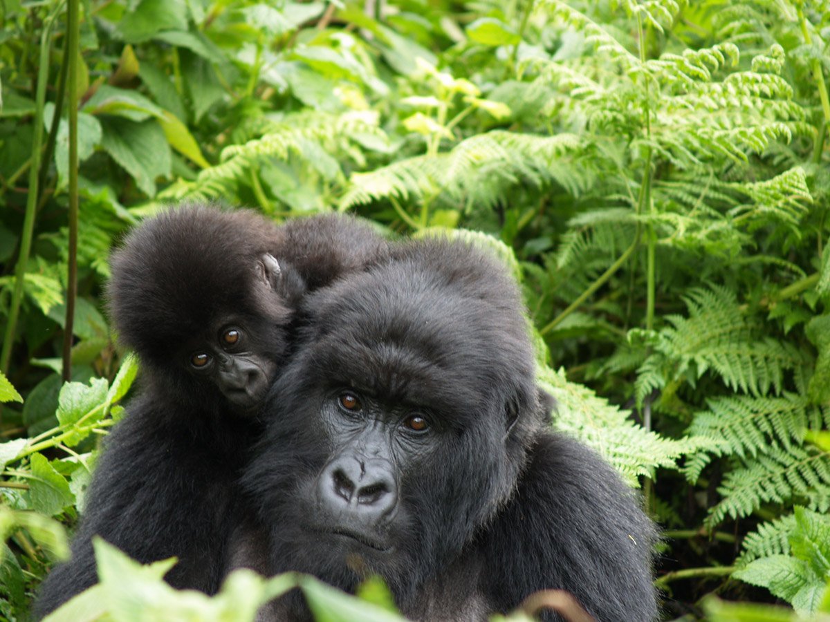 African Firefly Safari Planners