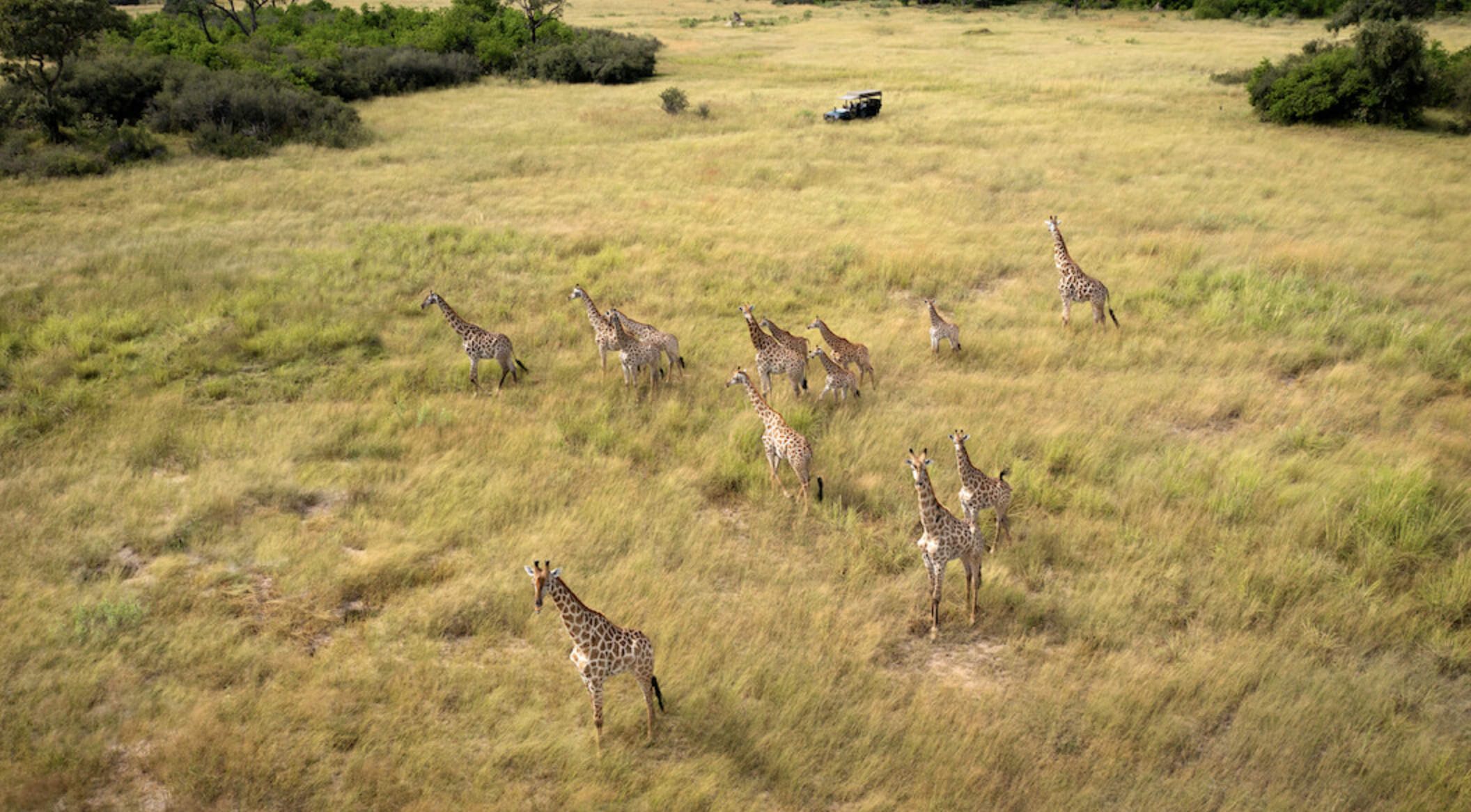 Botswana: Africa’s Ultimate Safari Destination? — African Firefly