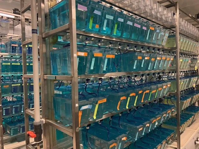 Zhaoxia Sun Lab Research — Sun Lab at Yale