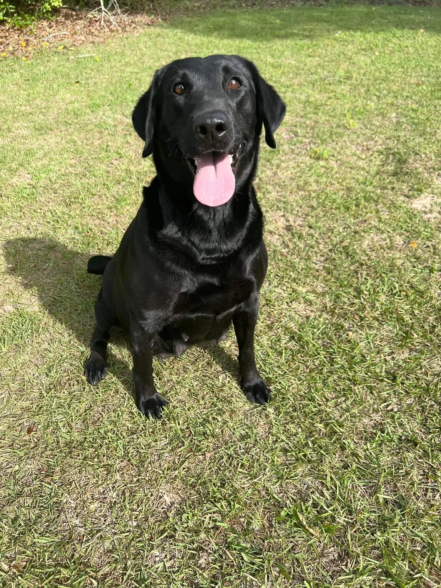 CAROLINA LABRADORS