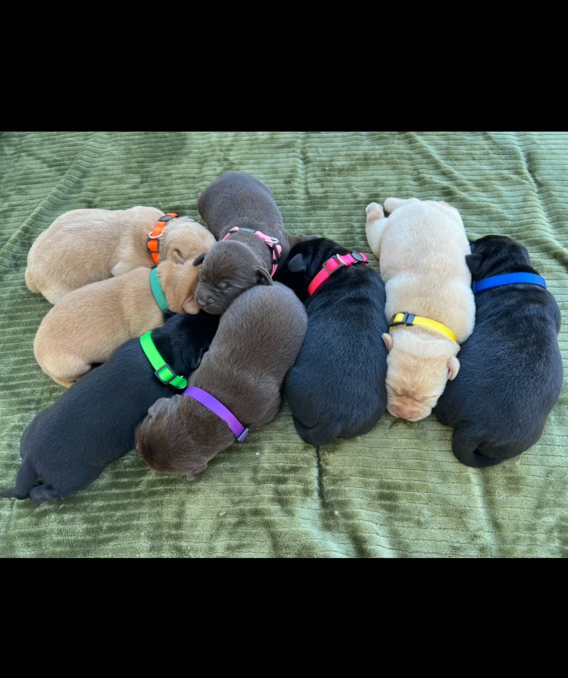 Services — CAROLINA LABRADORS