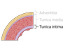 Layers of the Aorta — YOUR ORGAN AORTA