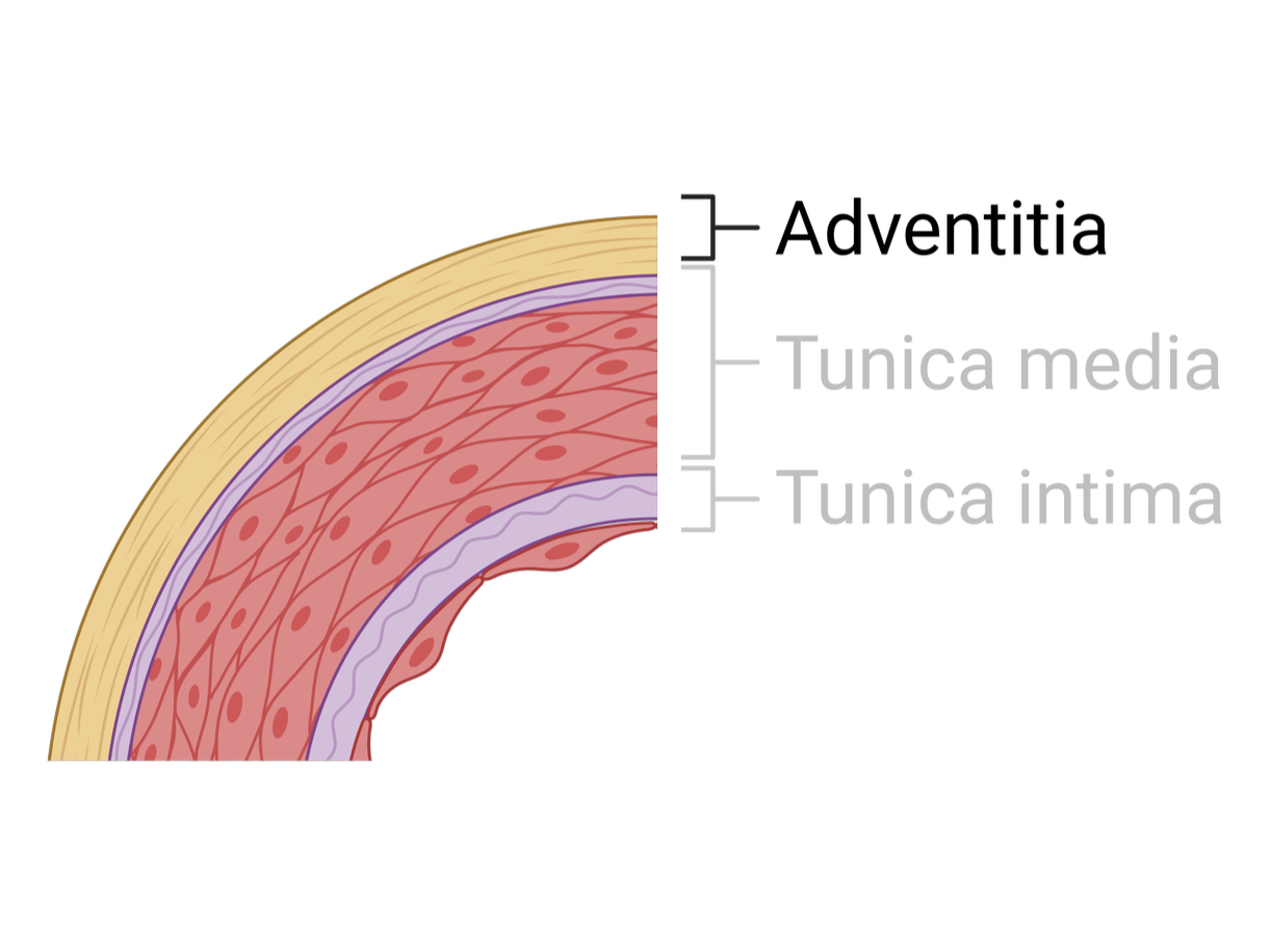Layers of the Aorta — YOUR ORGAN AORTA
