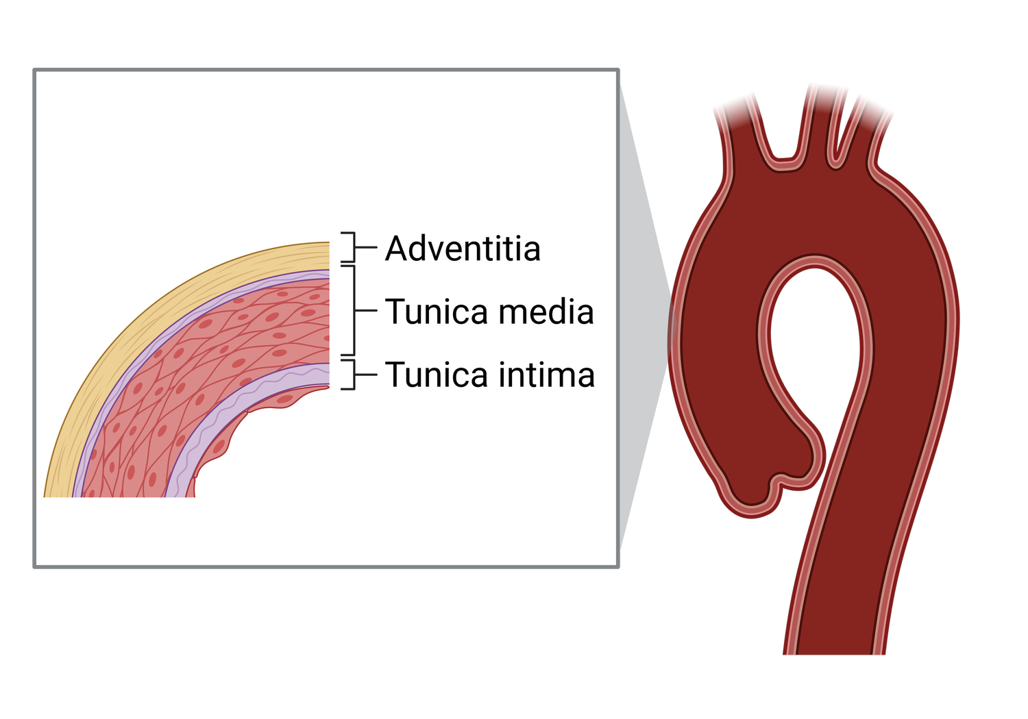 Layers of the Aorta — YOUR ORGAN AORTA