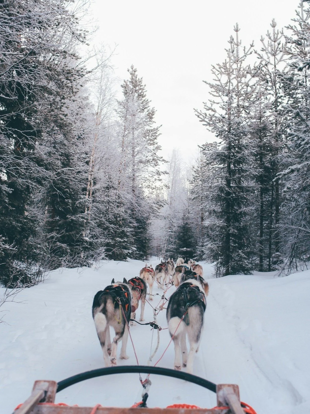 Race Route & Rules — Su Dog 300