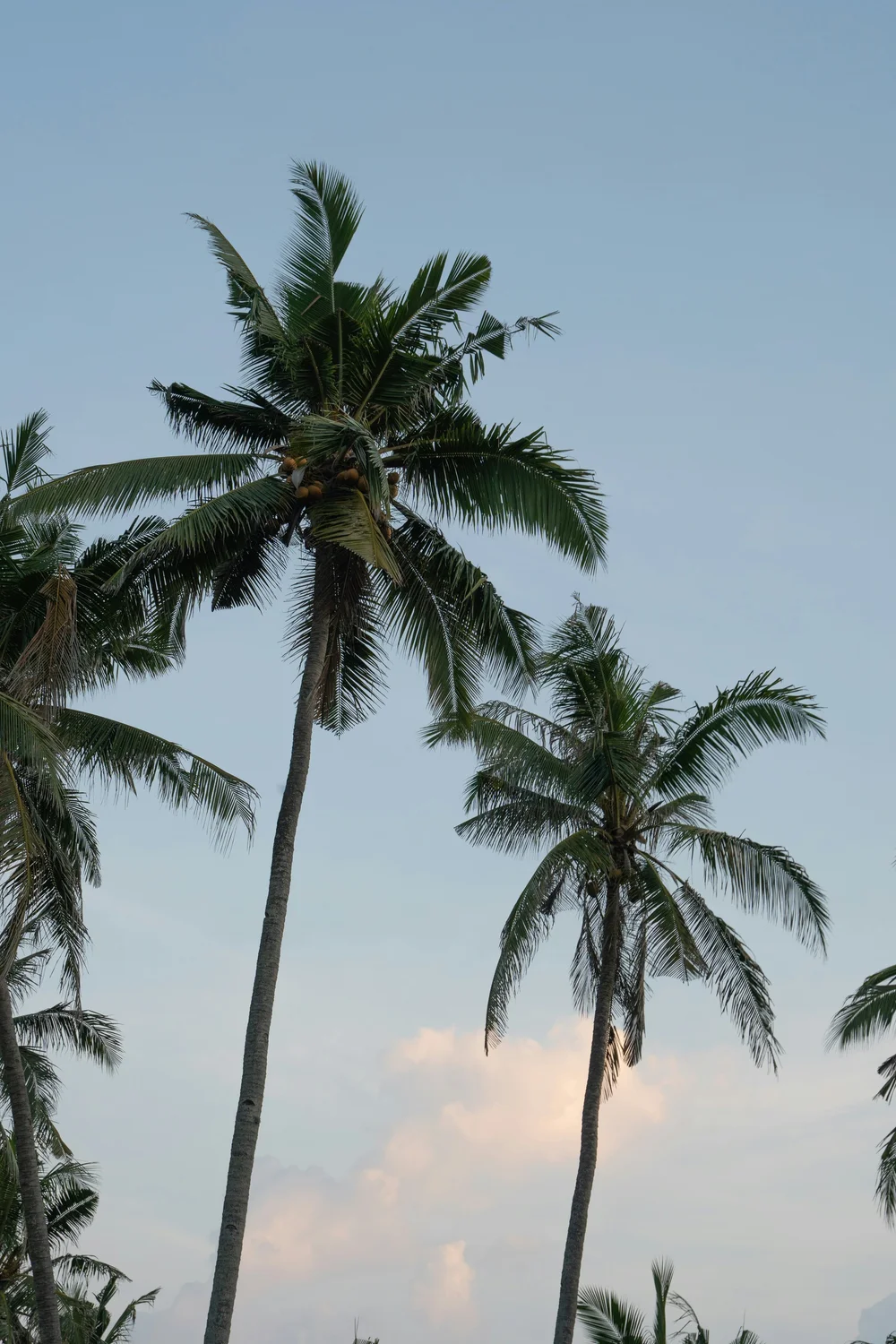 Bali Luxury tented resort, weddings & retreats - Glamp Nusa