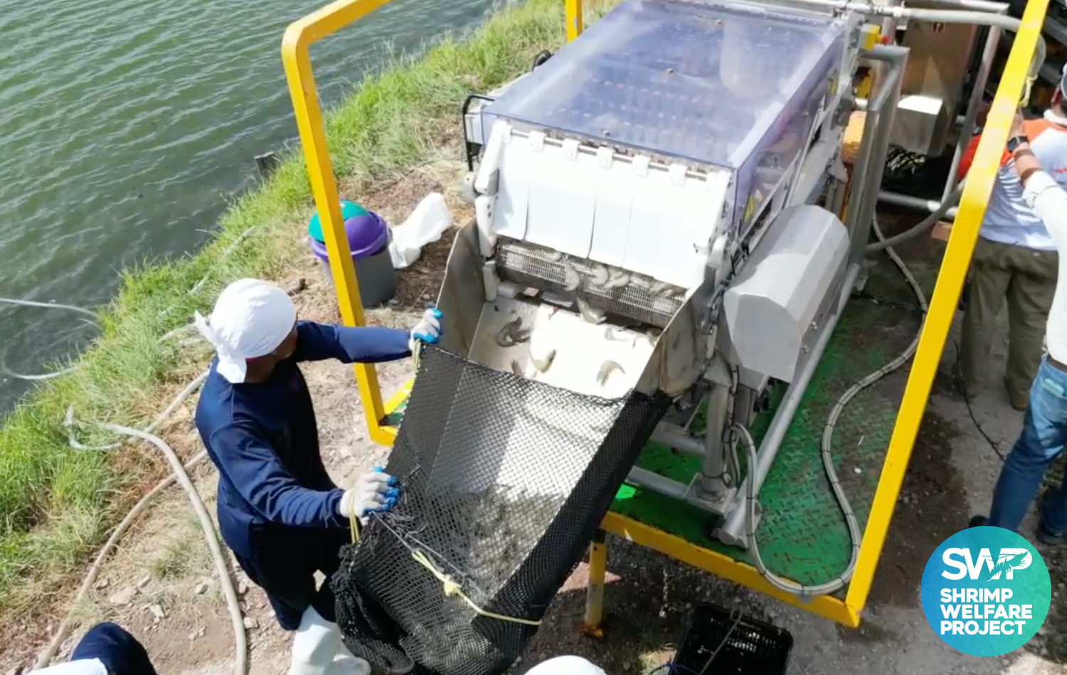 Research — Shrimp Welfare Project