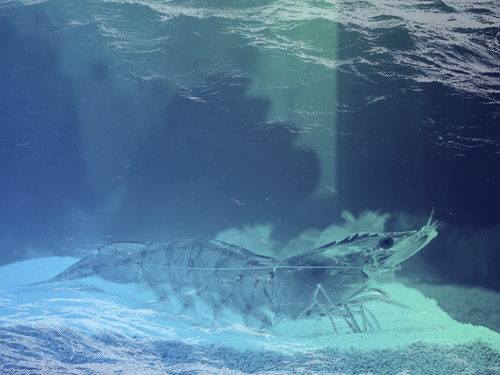 Corporate Engagement — Shrimp Welfare Project
