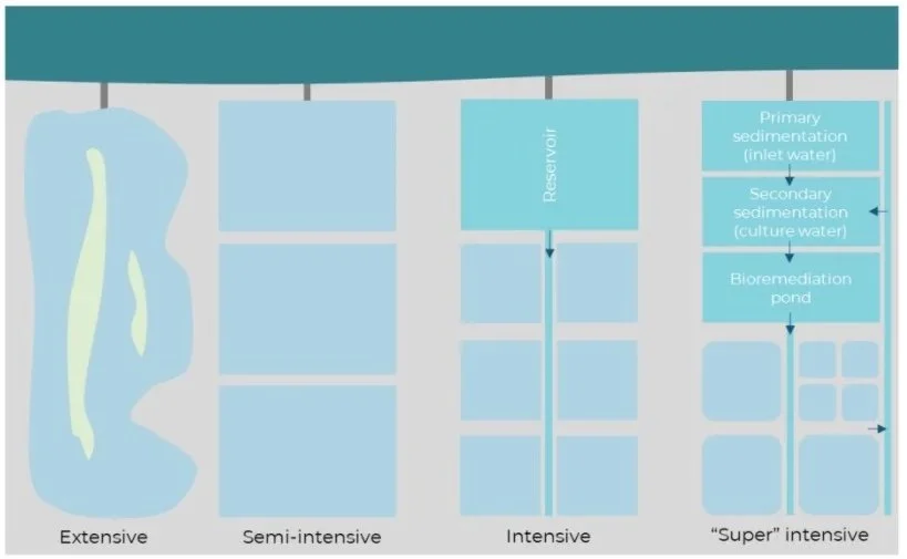 The Shrimp Supply Chain — Shrimp Welfare Project