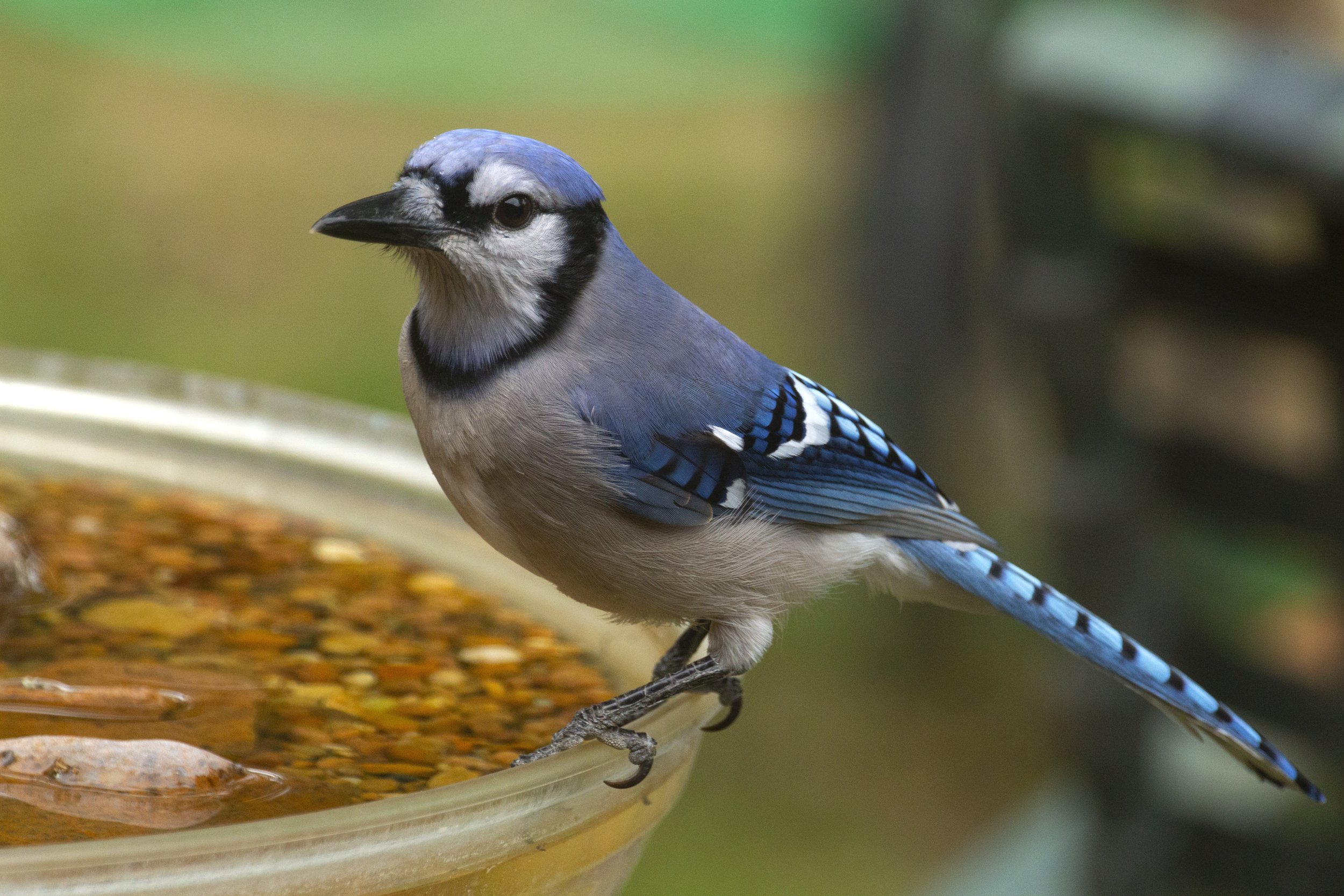 All About the Central Texas Audubon — Central Texas Audubon