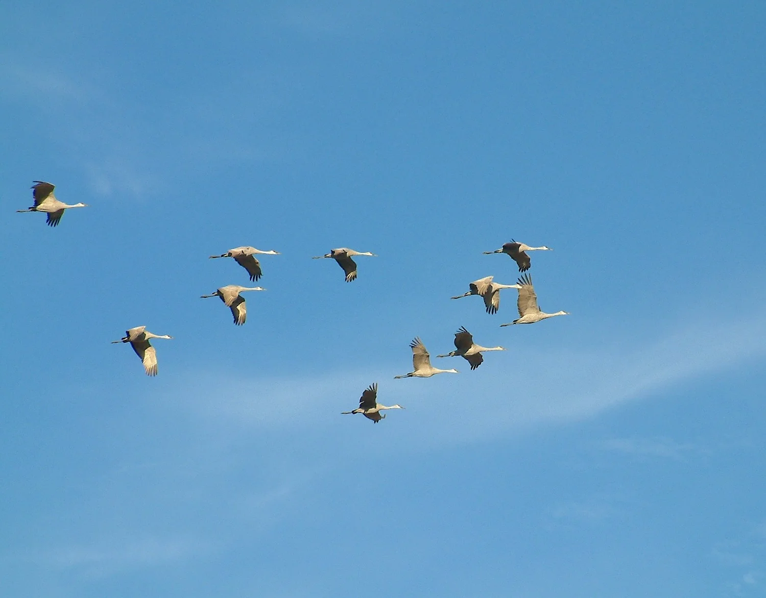 Your Audubon Resources for Central Texas — Central Texas Audubon