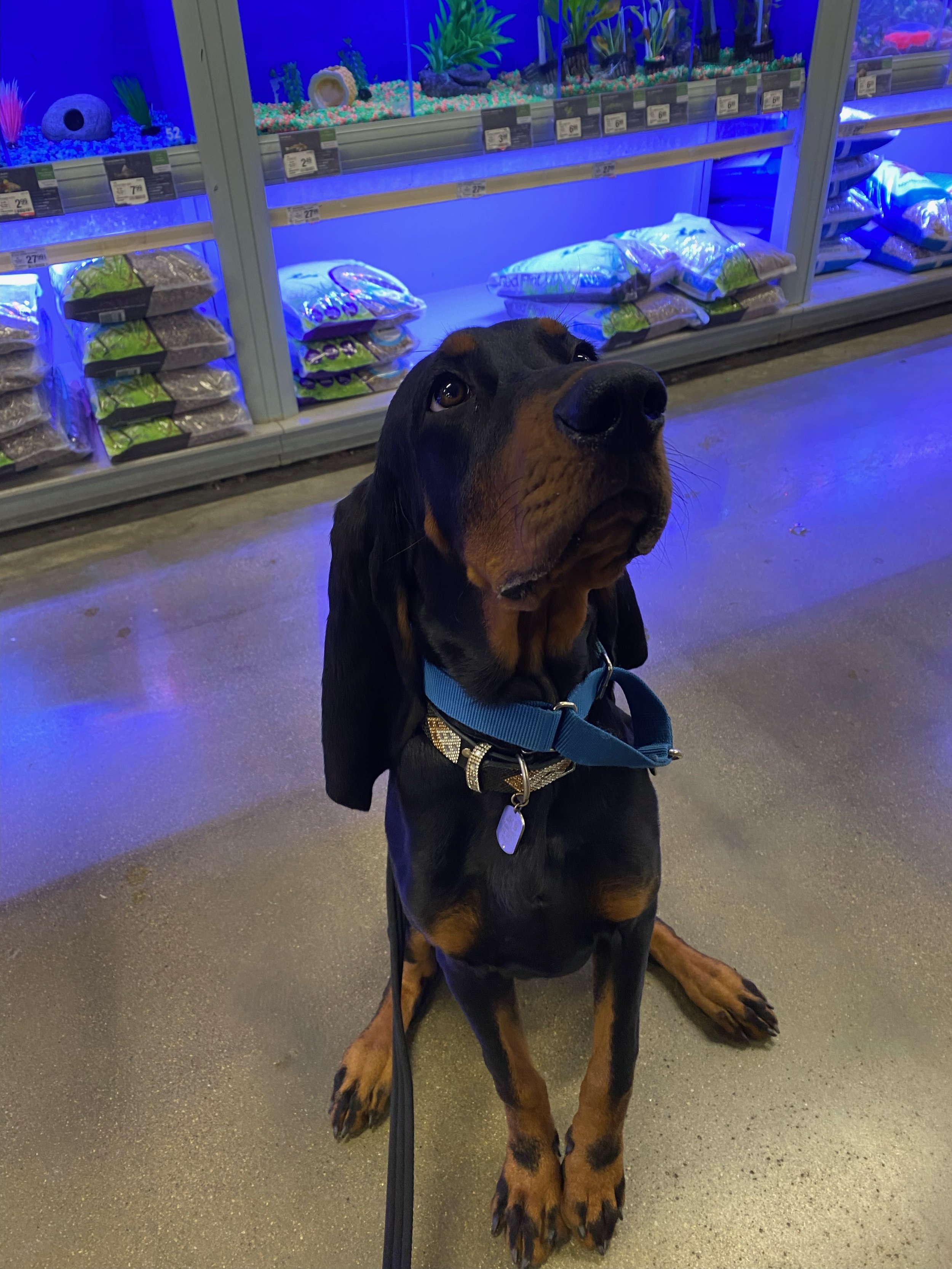 Day Training — Gray Matter Dog Training