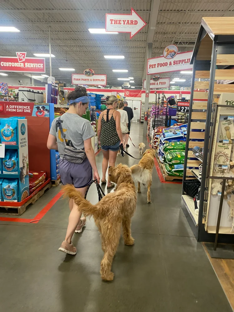 Gray Matter Dog Training