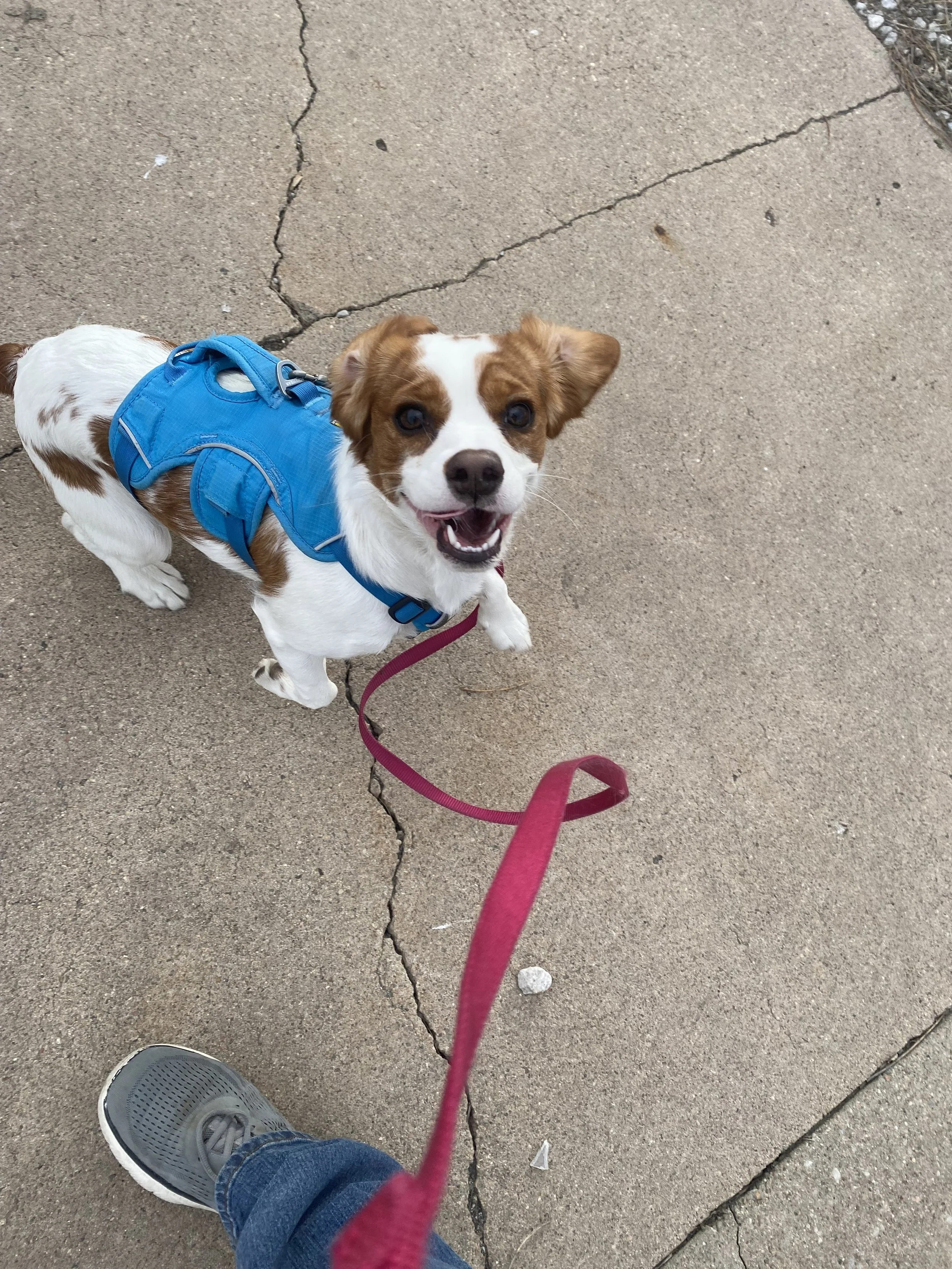 Services — Gray Matter Dog Training