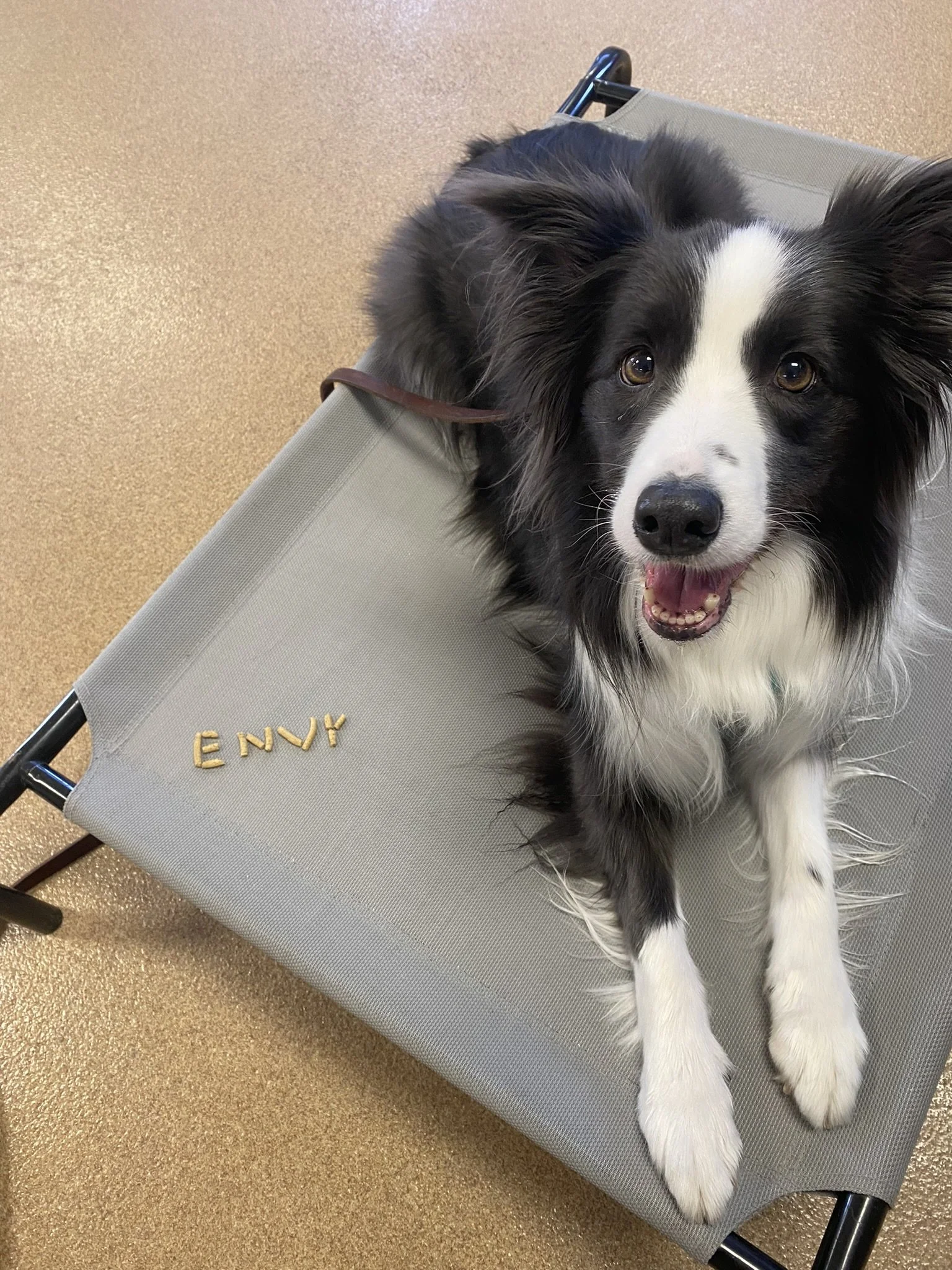 Day Training — Gray Matter Dog Training