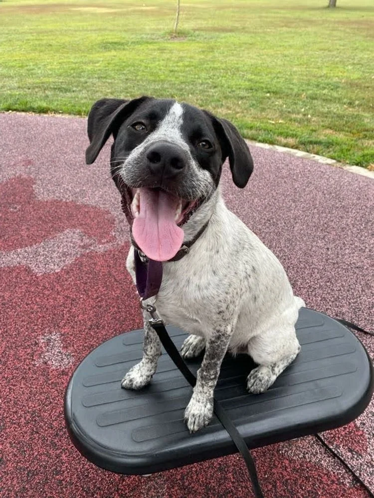 Gray Matter Dog Training