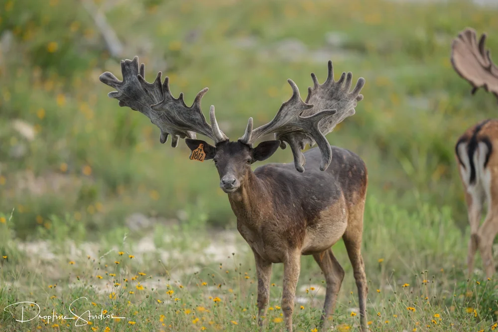 Keeper Ranch | Experience Texas Hunting Today