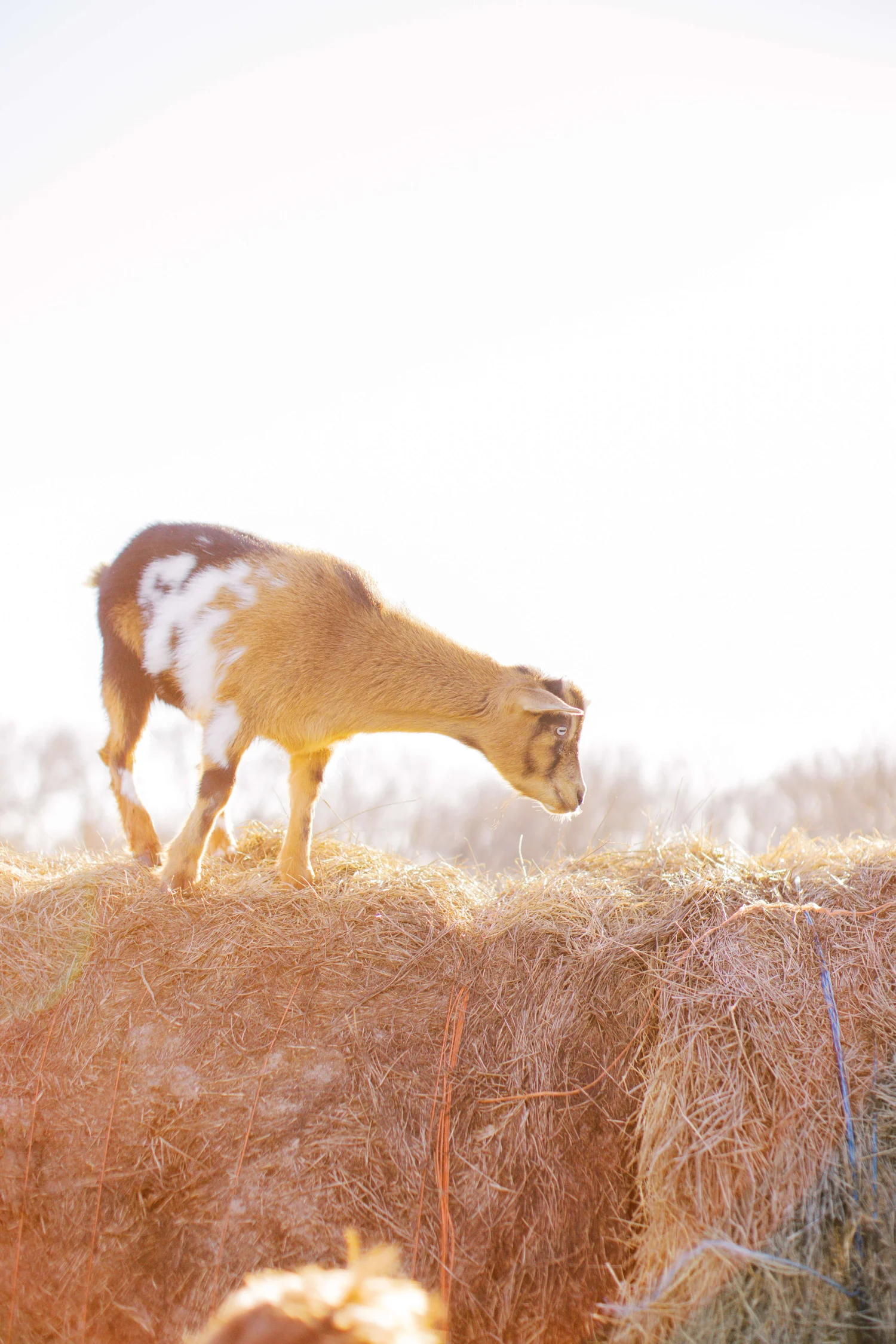 Dripping Springs Retired Livestock Sanctuary — haven x campise farms