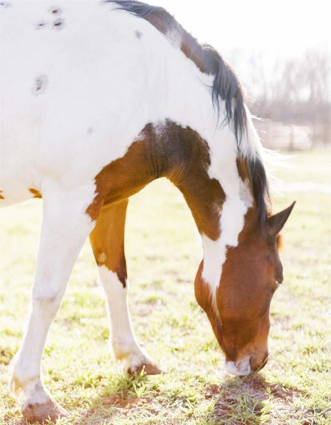 haven x campise farms