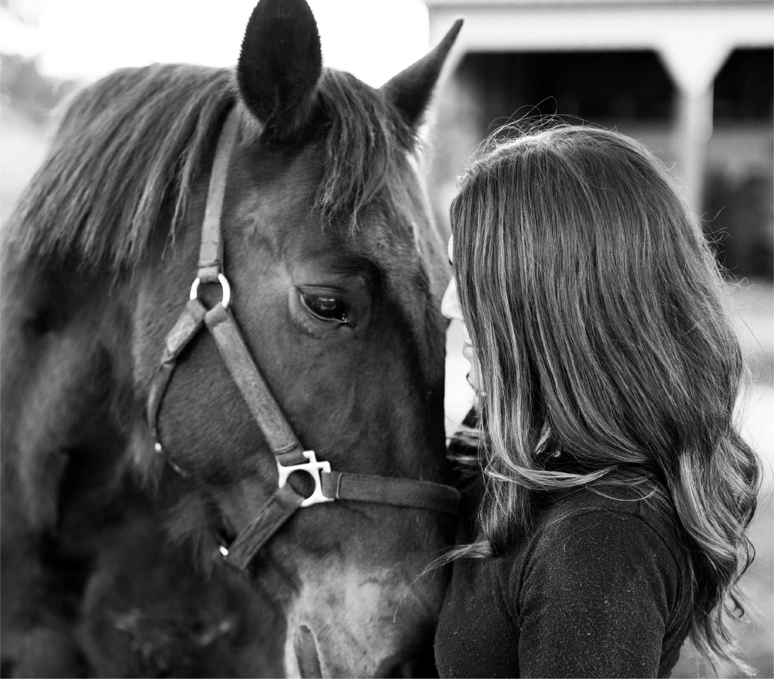 haven x campise farms