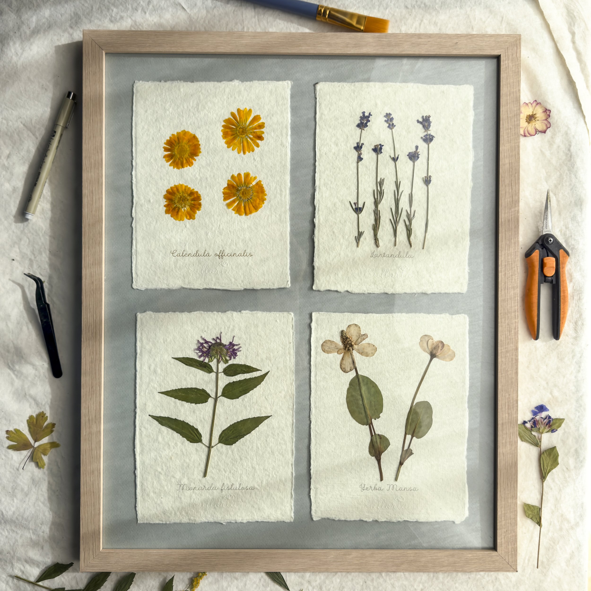 Leonora Scott Muse Curtin: Preserving New Mexico’s Traditional Plant ...