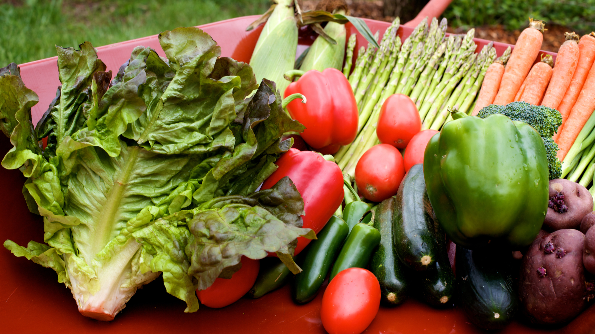 Companion Planting Guide: Best Practices and Effective Pairings ...