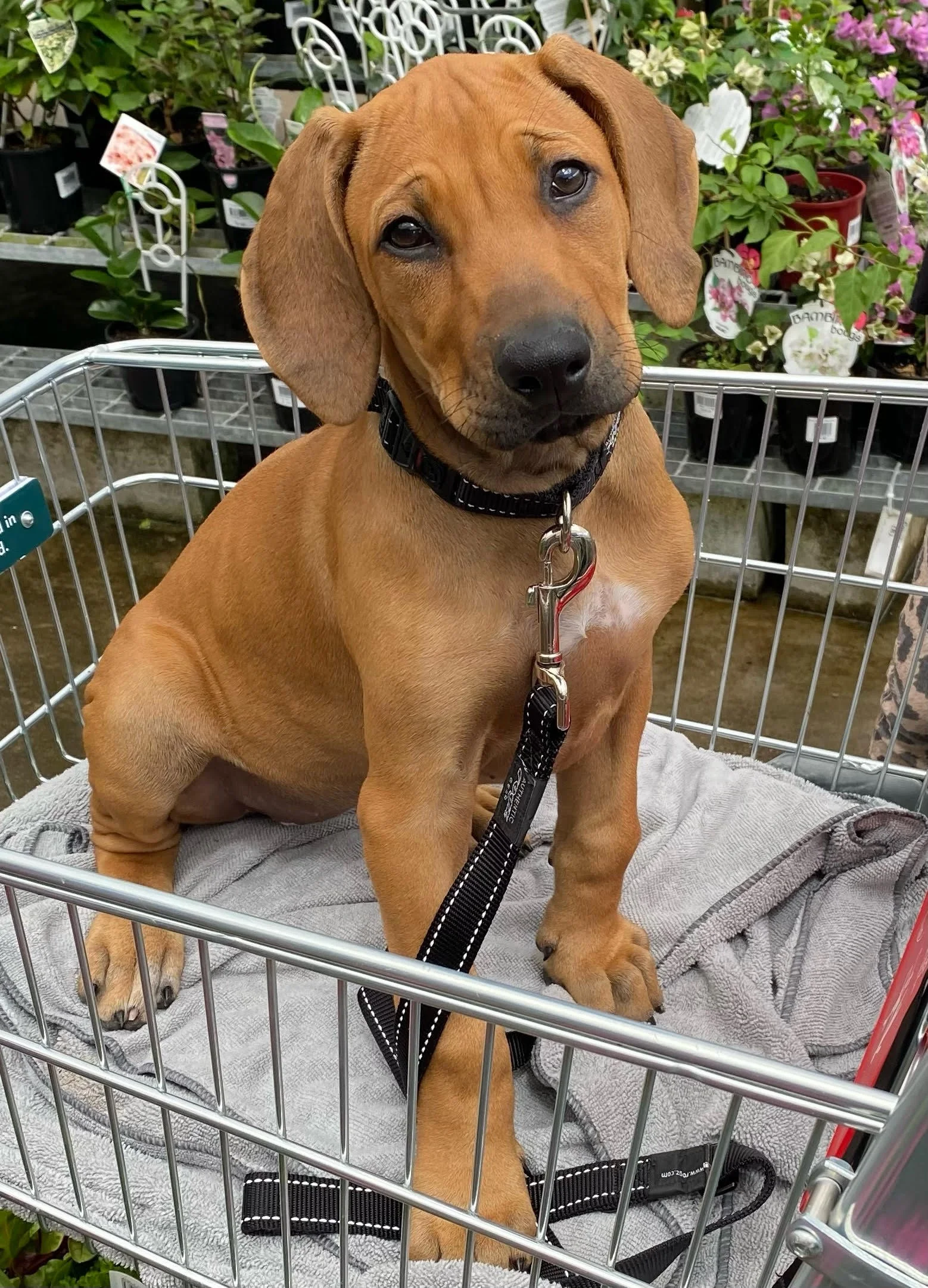 General 2 — Rhodeshow Ridgebacks