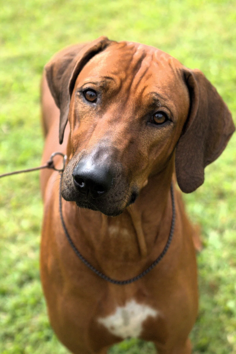 Rhodeshow Ridgebacks