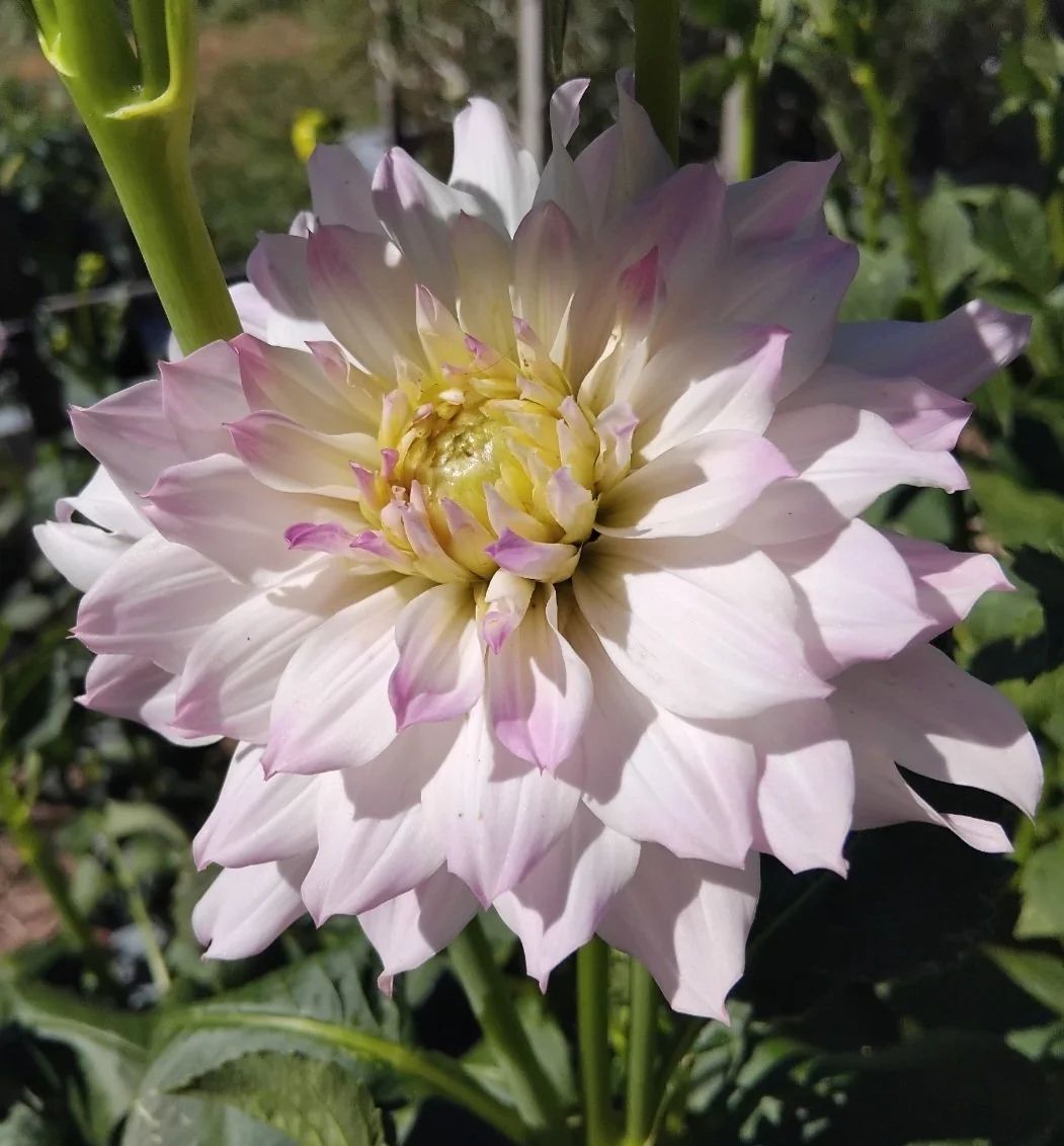 Shop | Fresh Blooms, Seeds, Chrysanthemum Plants, Dahlia Plants and ...