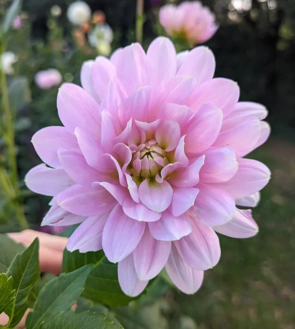 Shop | Fresh Blooms, Seeds, Chrysanthemum Plants, Dahlia Plants and ...
