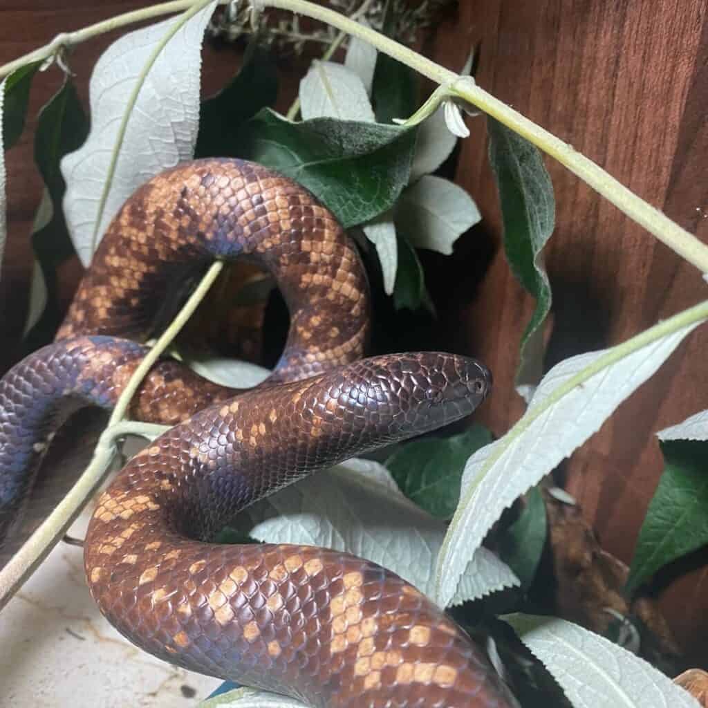 Enrichment VS Enriched: What’s the Difference? — Reptiles and Research