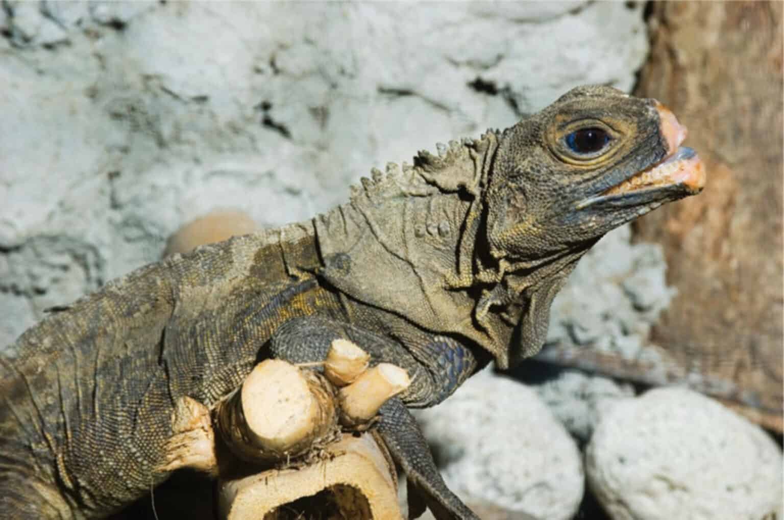 Stereotypical Behaviours In Reptiles — Reptiles and Research