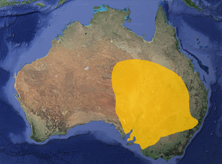 Bearded Dragon Care Guide — Reptiles and Research