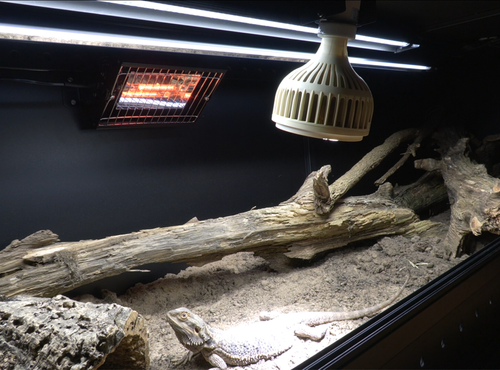 Bearded Dragon Care Sheet — Reptiles and Research