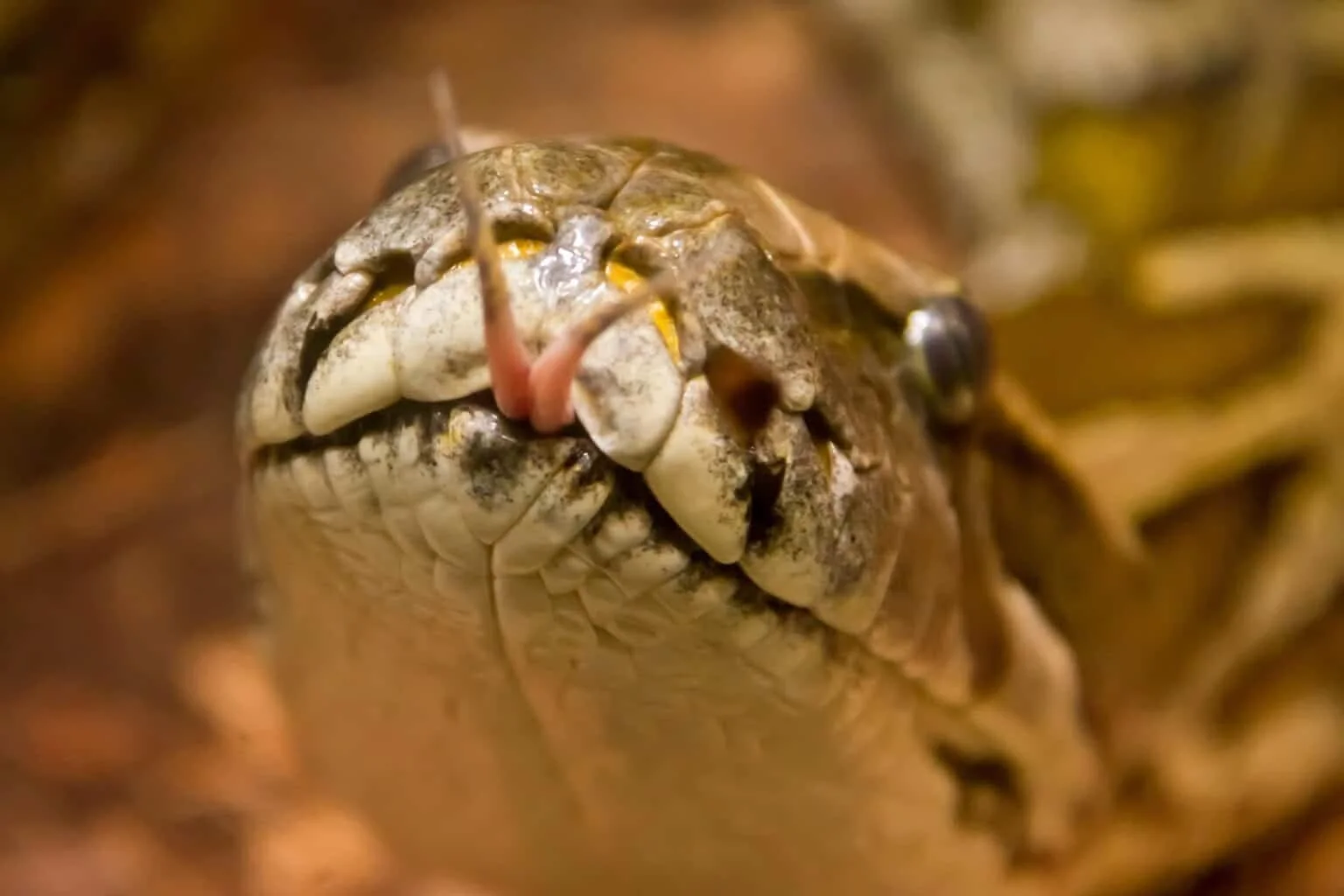 Do Snakes “NEED” UVB? — Reptiles and Research