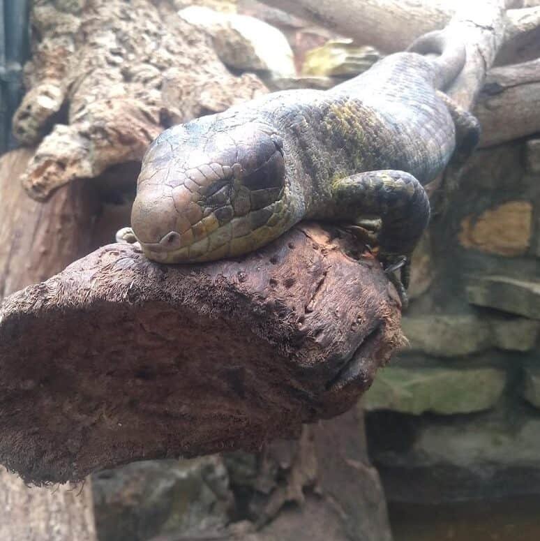 Stereotypical Behaviours In Reptiles — Reptiles and Research