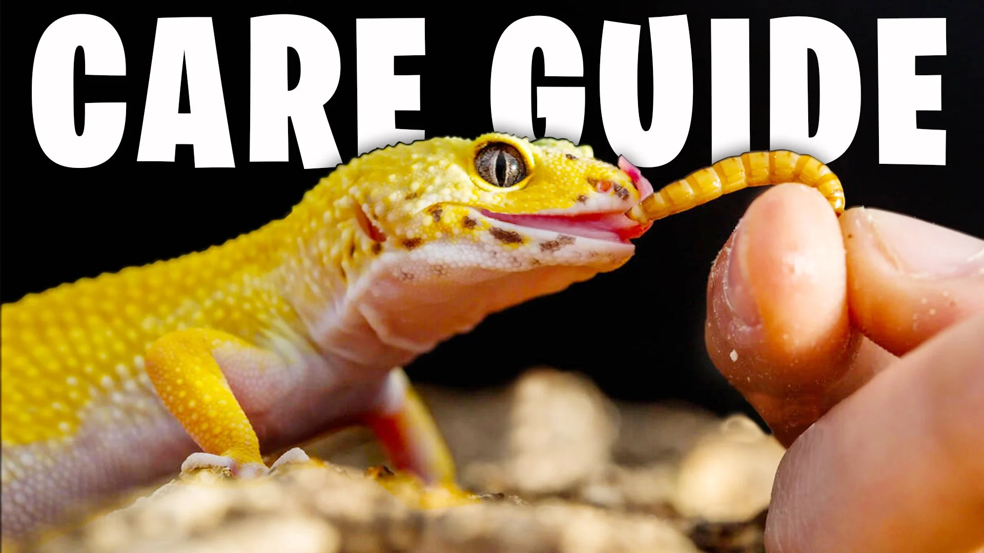 Leopard Gecko Care Sheet — Reptiles and Research