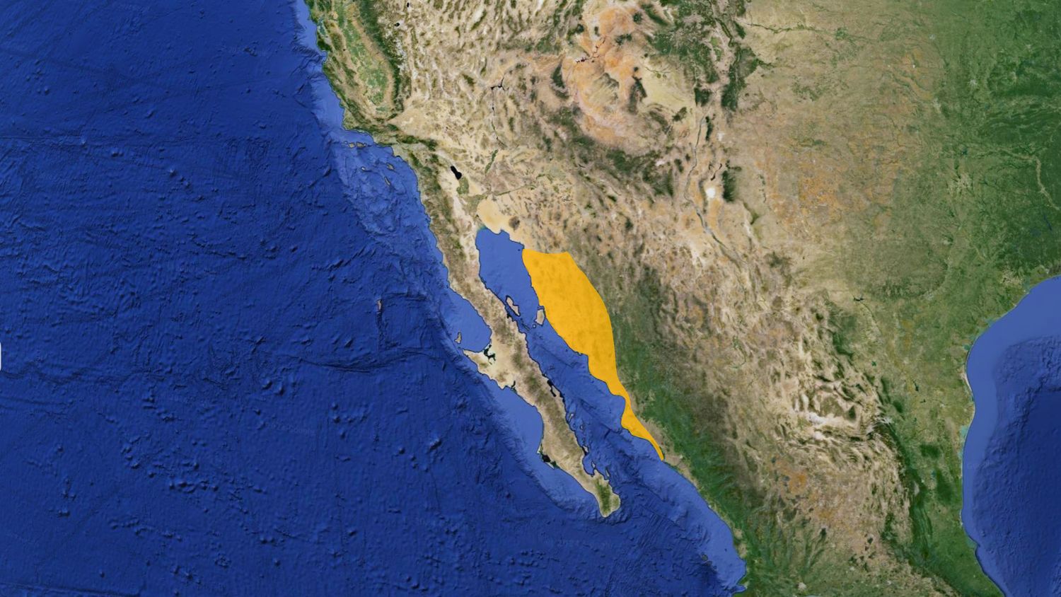 Mexican Black Kingsnake Care Guide — Reptiles and Research