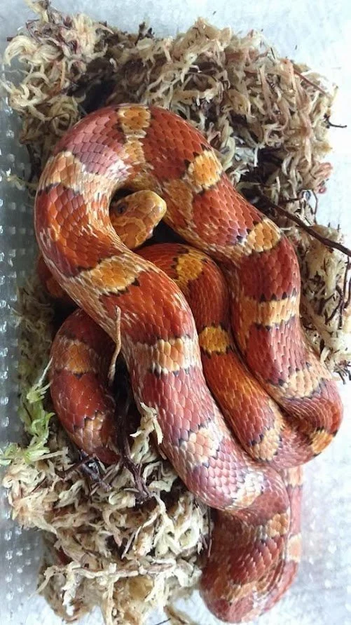 Corn snake (Pantherophis guttatus) care sheet — Reptiles and Research