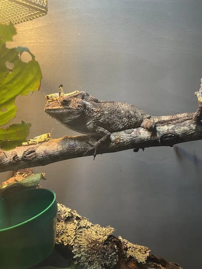 False Chameleon Care Sheet — Reptiles and Research
