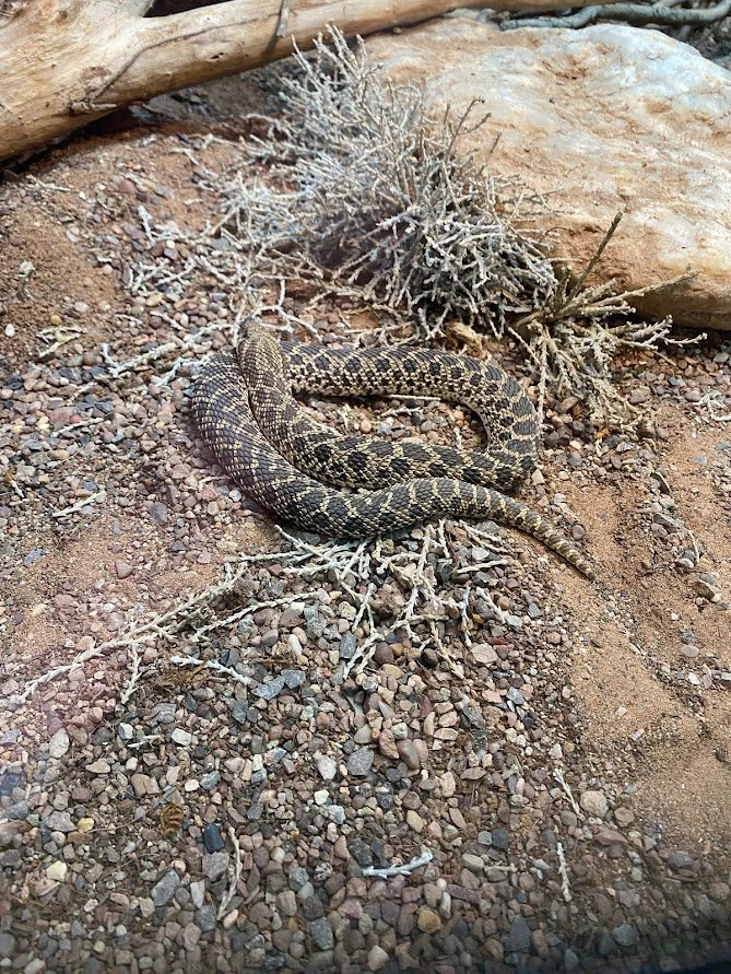 Hognose Snake Care sheet — Reptiles and Research