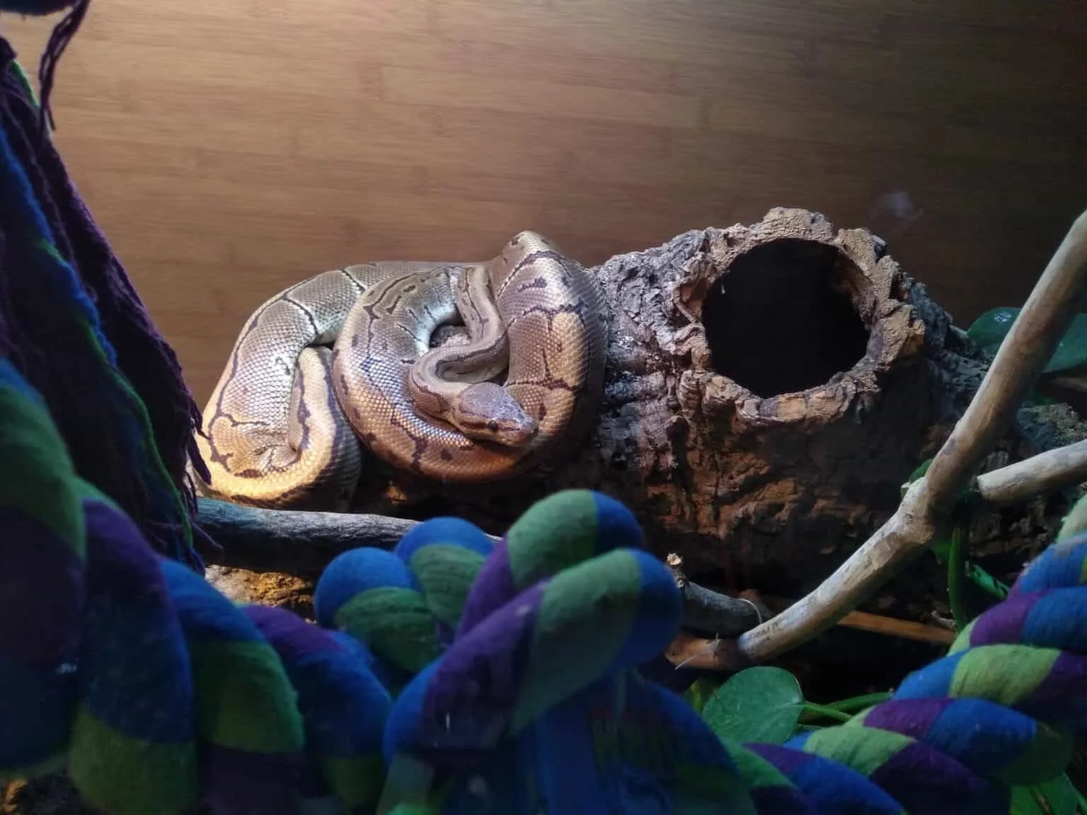 Do Snakes “NEED” UVB? — Reptiles and Research