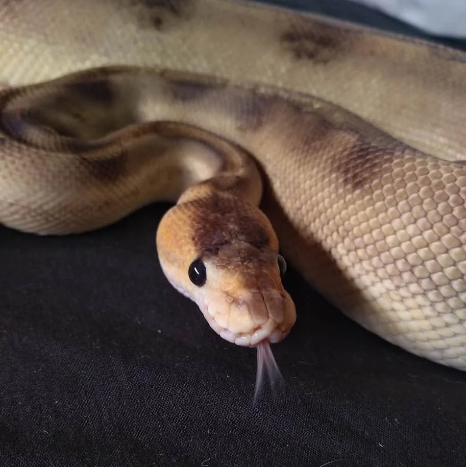 The Science Behind Why Spider Ball Pythons Wobble, What’s Really Going On? — Reptiles and Research