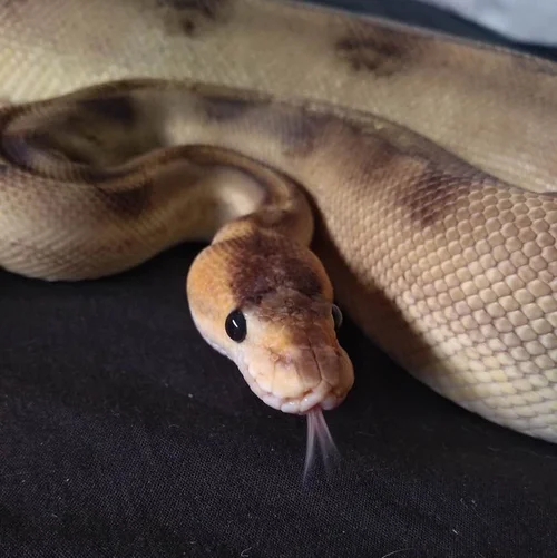 The Science Behind Why Spider Ball Pythons Wobble, What’s Really Going ...